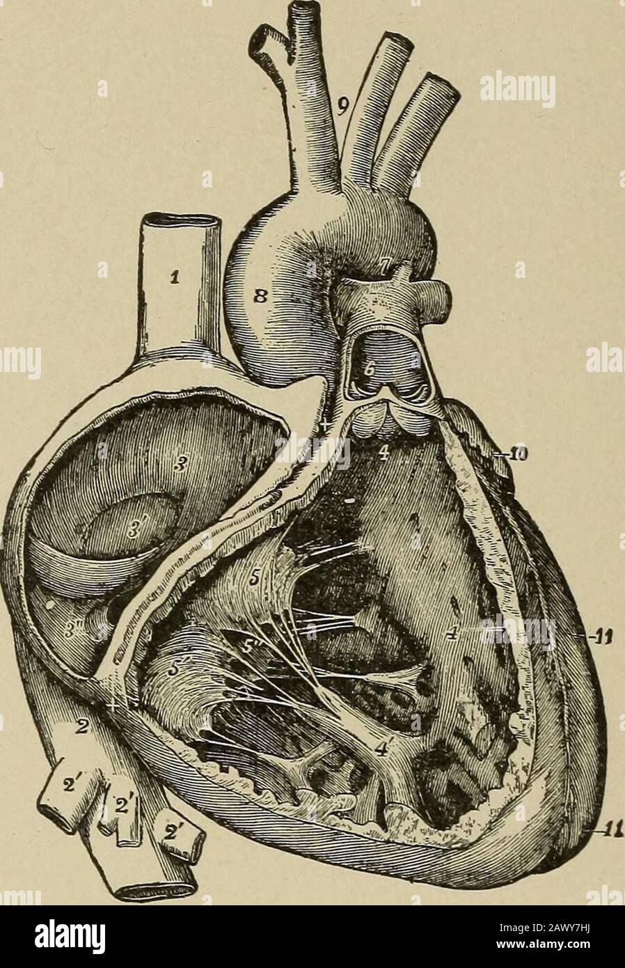 right auricle function