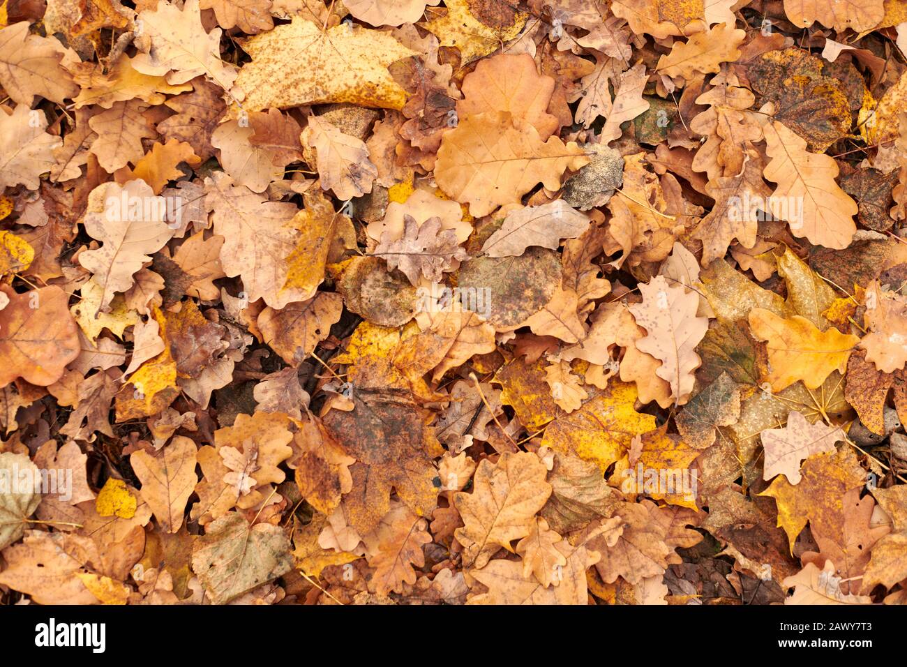 Autumn leaves, top view. Colorful fallen foliage. Design background ...
