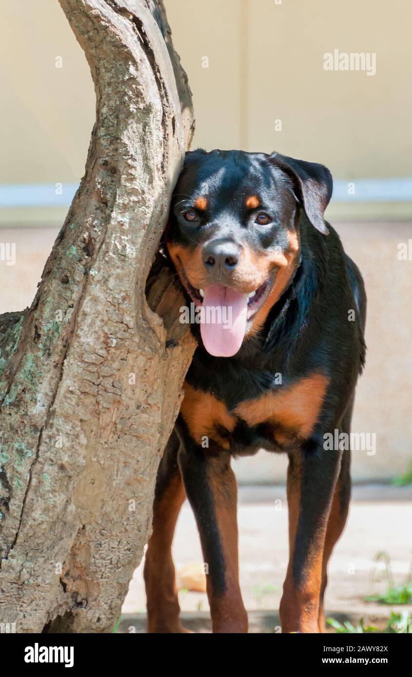 Are Rottweilers Friendly