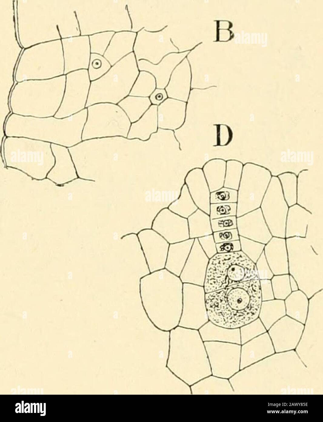 The structure & development of the mosses and ferns (Archegoniatae ...