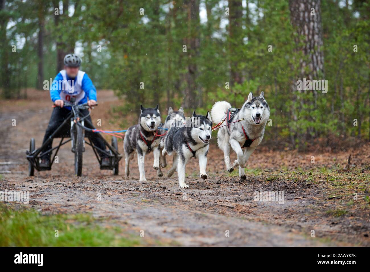 Carting dog mushing race. Husky sled dog pulling the Cart. Dryland ...