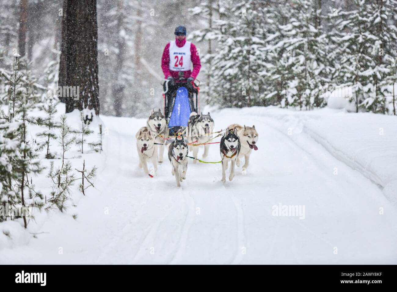 Siberian husky sled dog racing. Mushing winter competition. Husky sled ...