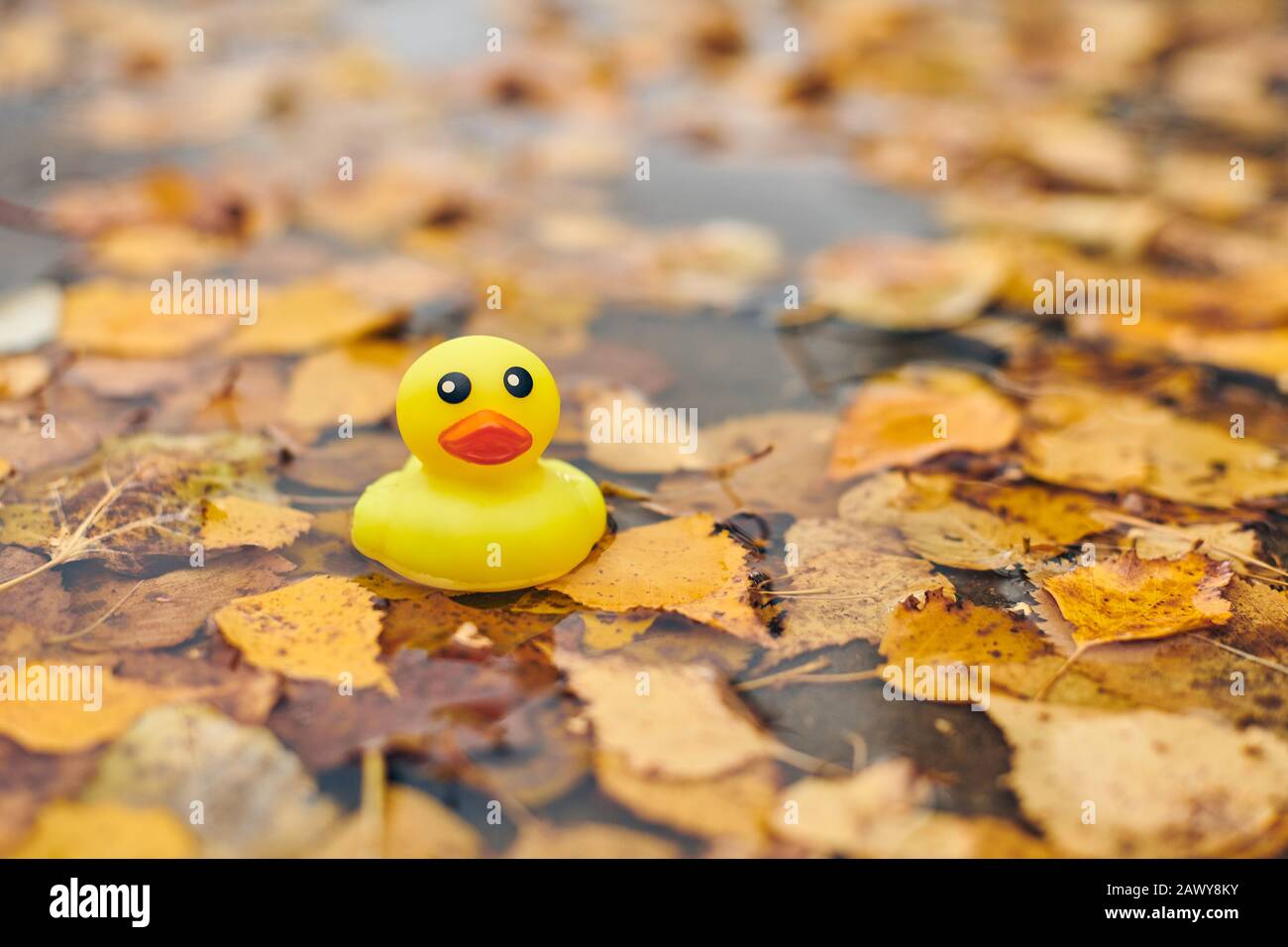 Autumn duck toy in puddle with leaves. Autumn symbol of change of ...