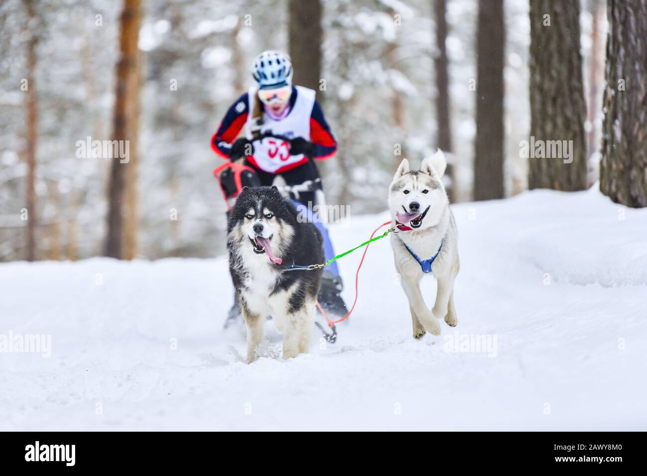 Siberian husky sled dog racing. Mushing winter competition. Husky sled ...