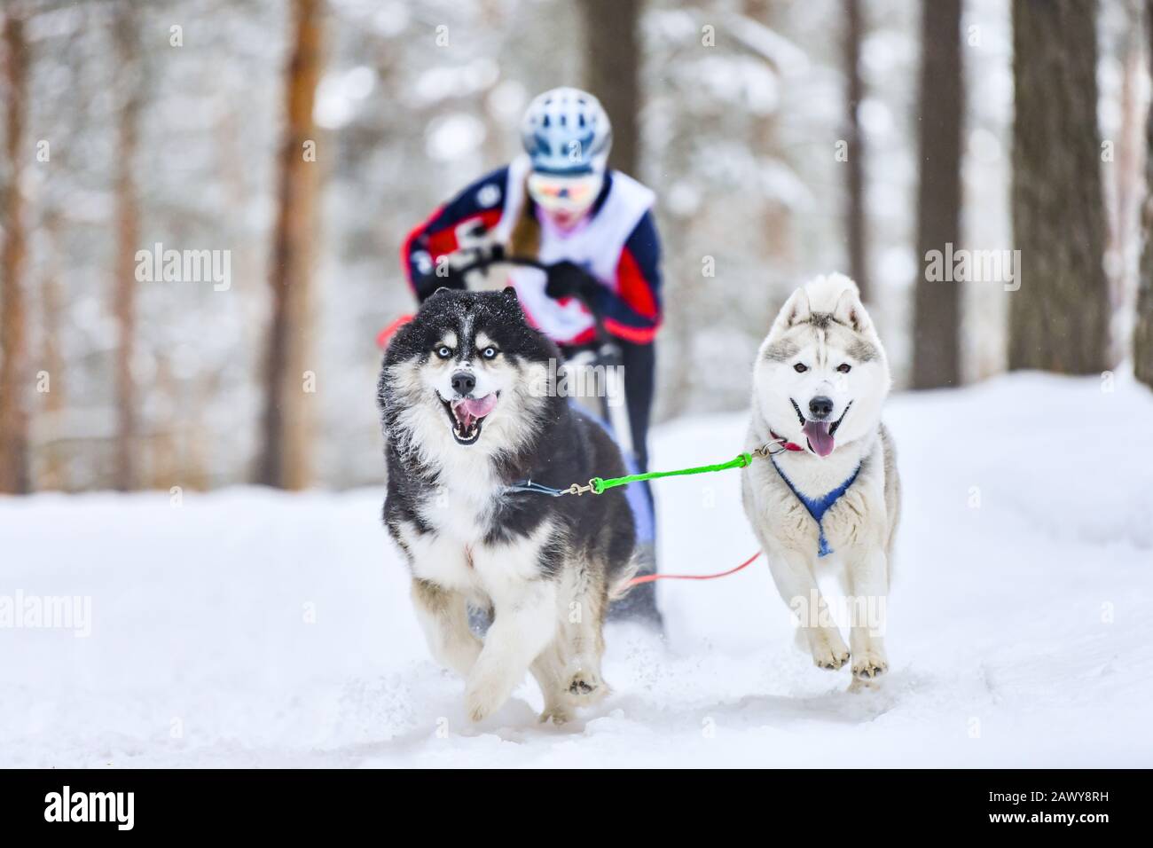 Siberian husky sled dog racing. Mushing winter competition. Husky sled ...