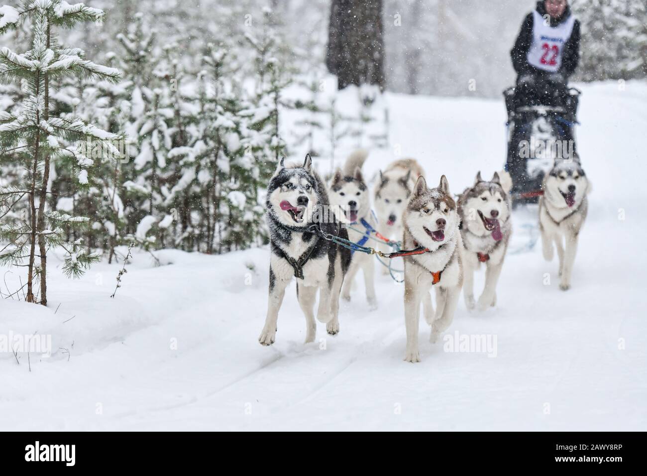 Siberian husky sled dog racing. Mushing winter competition. Husky sled ...