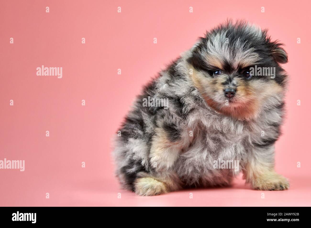 Pomeranian Spitz puppy, copy space. Cute fluffy tri-colored Spitz dog ...