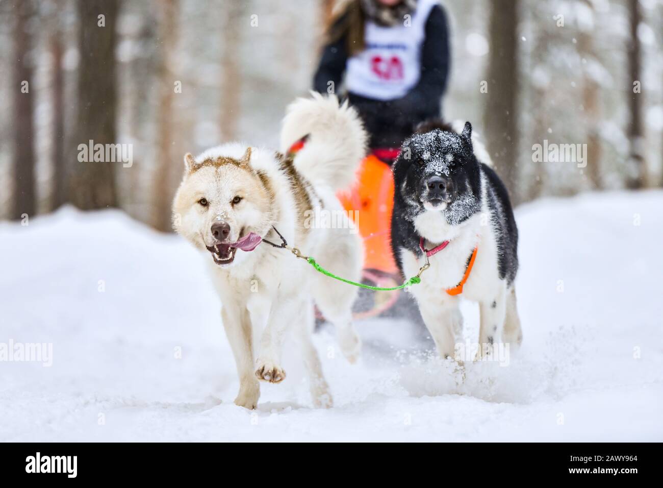 Siberian husky sled dog racing. Mushing winter competition. Husky sled ...