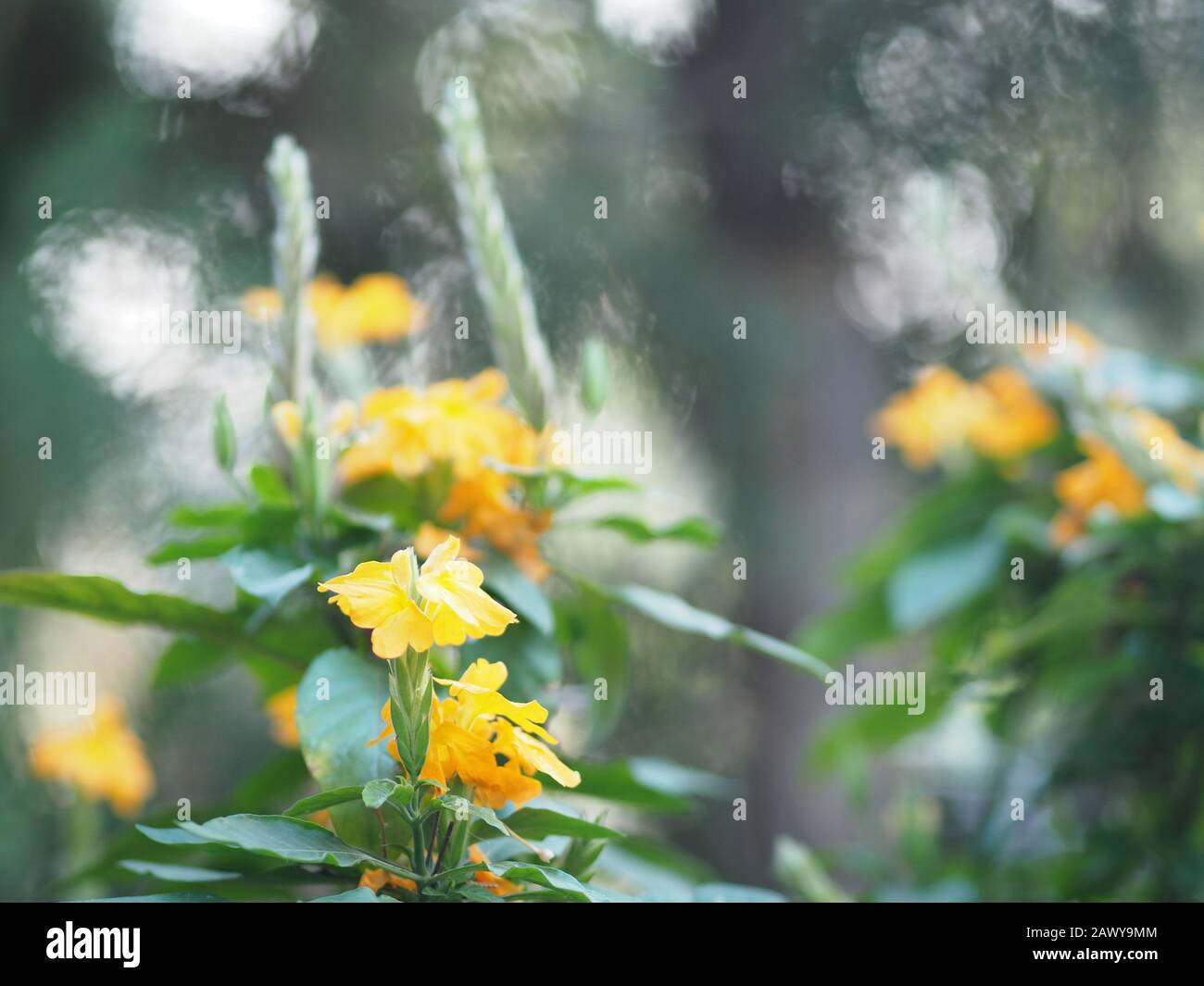 Firecracker flower, Crossandra infundibuliformis, orange color flowers ...