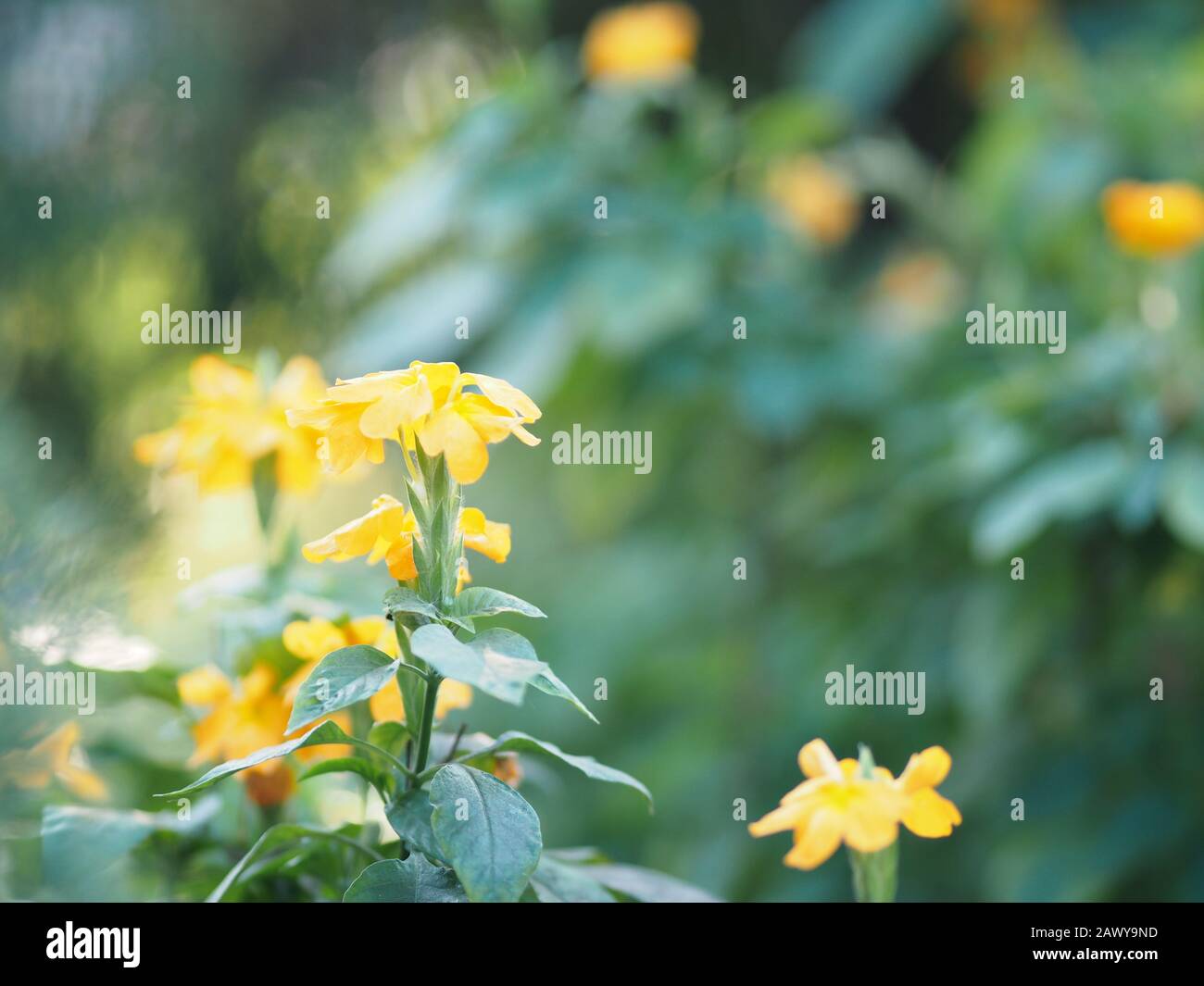 Firecracker flower, Crossandra infundibuliformis, orange color flowers ...