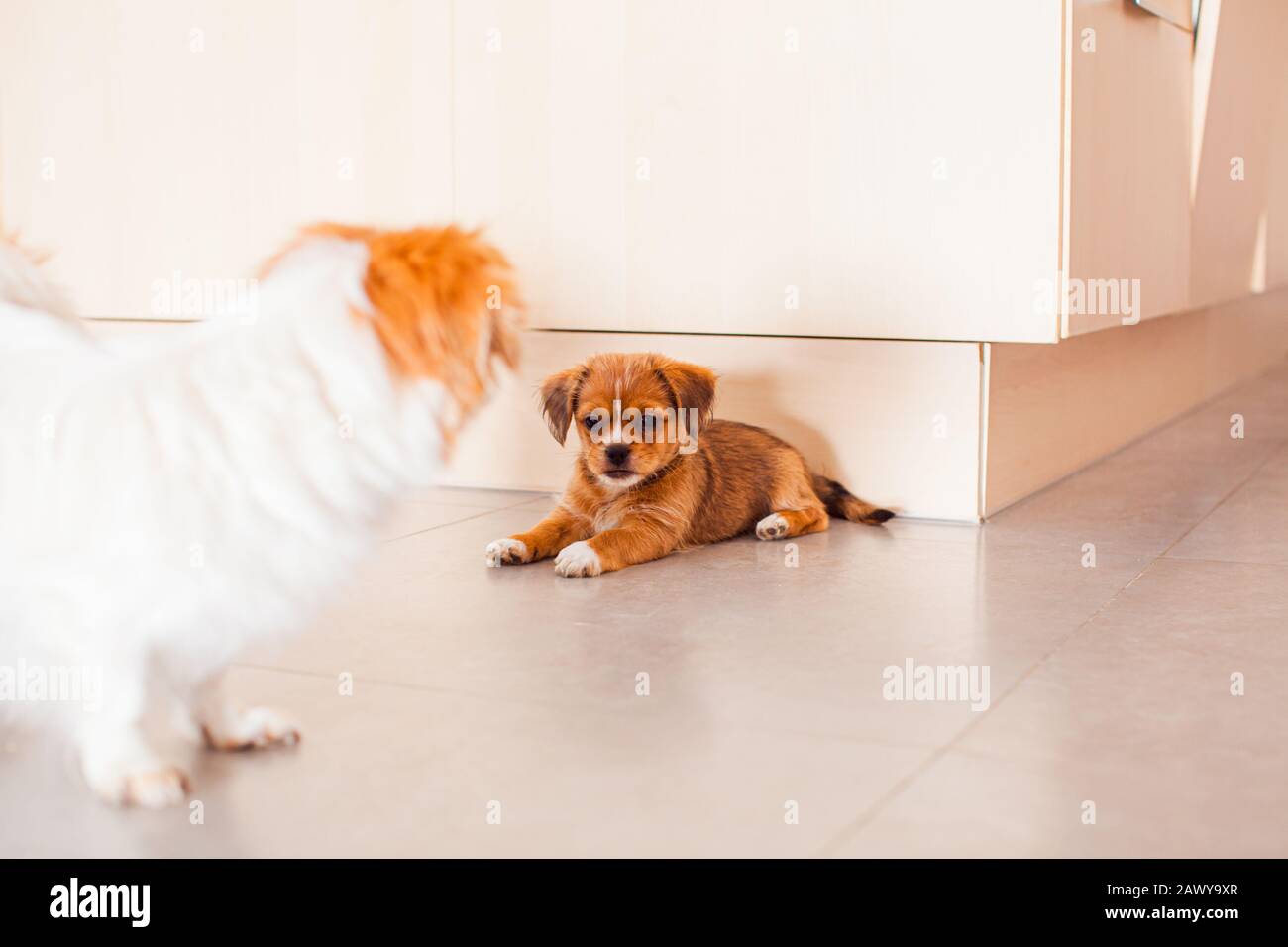 The female Pekingese is raising her puppy Stock Photo - Alamy