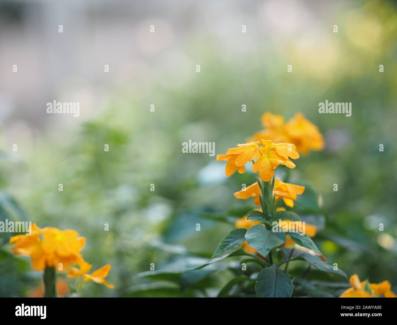 Firecracker flower, Crossandra infundibuliformis, orange color flowers ...