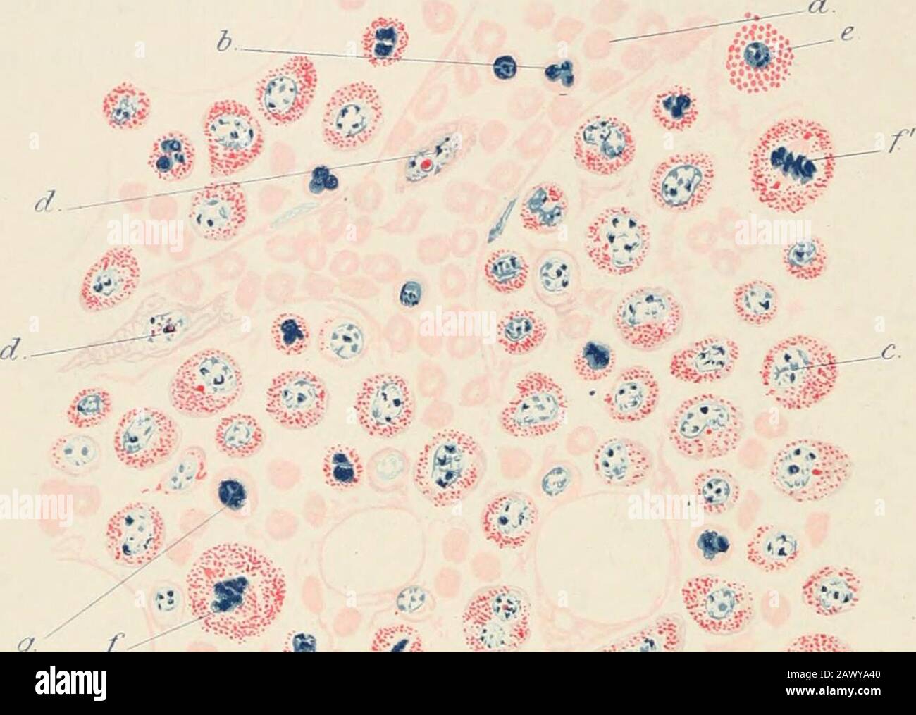 Myelocytes hi-res stock photography and images - Alamy
