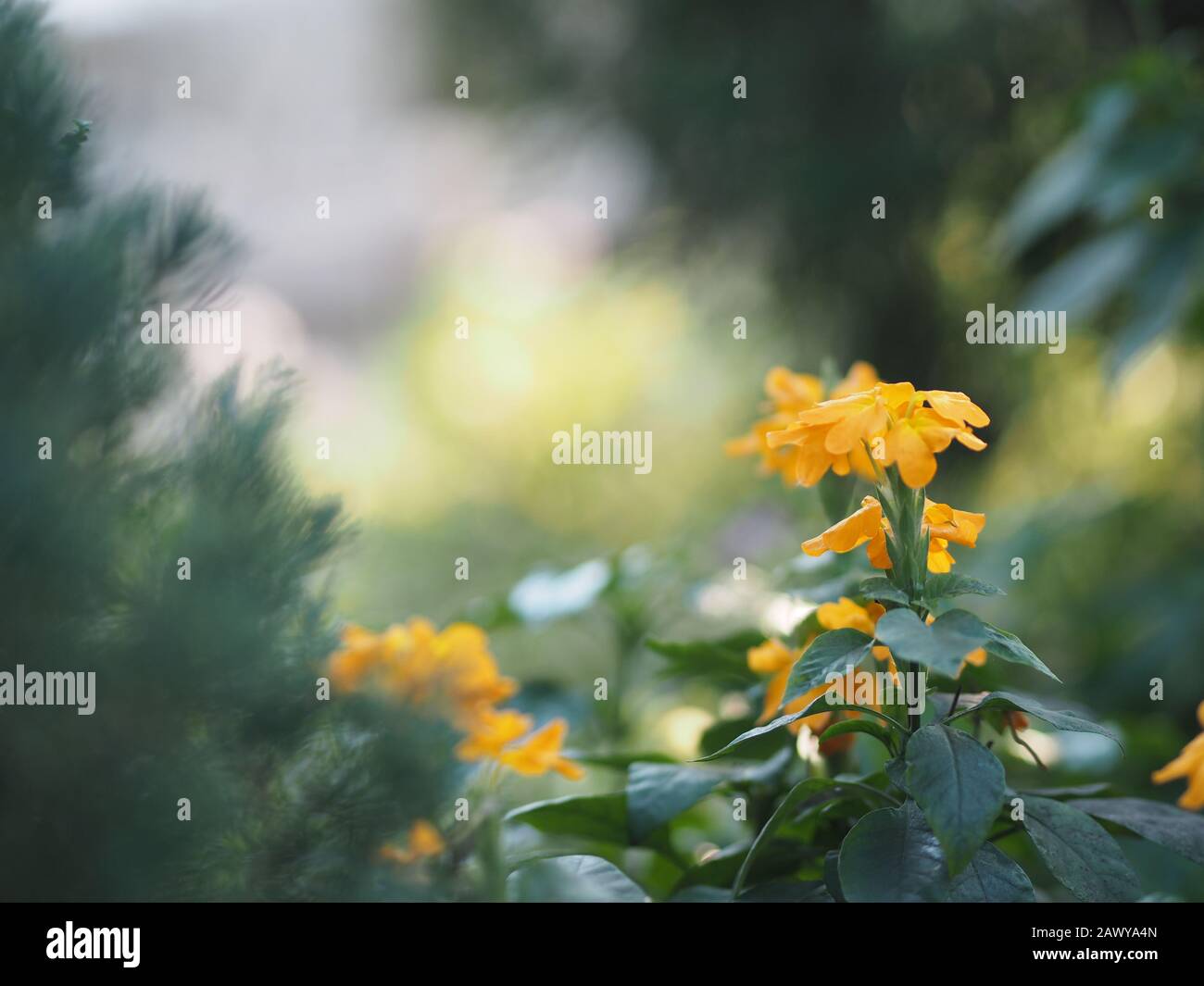 Firecracker flower, Crossandra infundibuliformis, orange color flowers ...