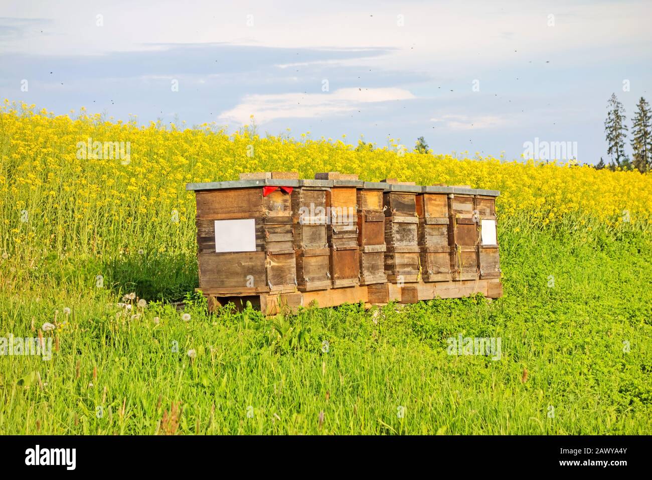 Apiary in the field of rapeseed Stock Photo - Alamy