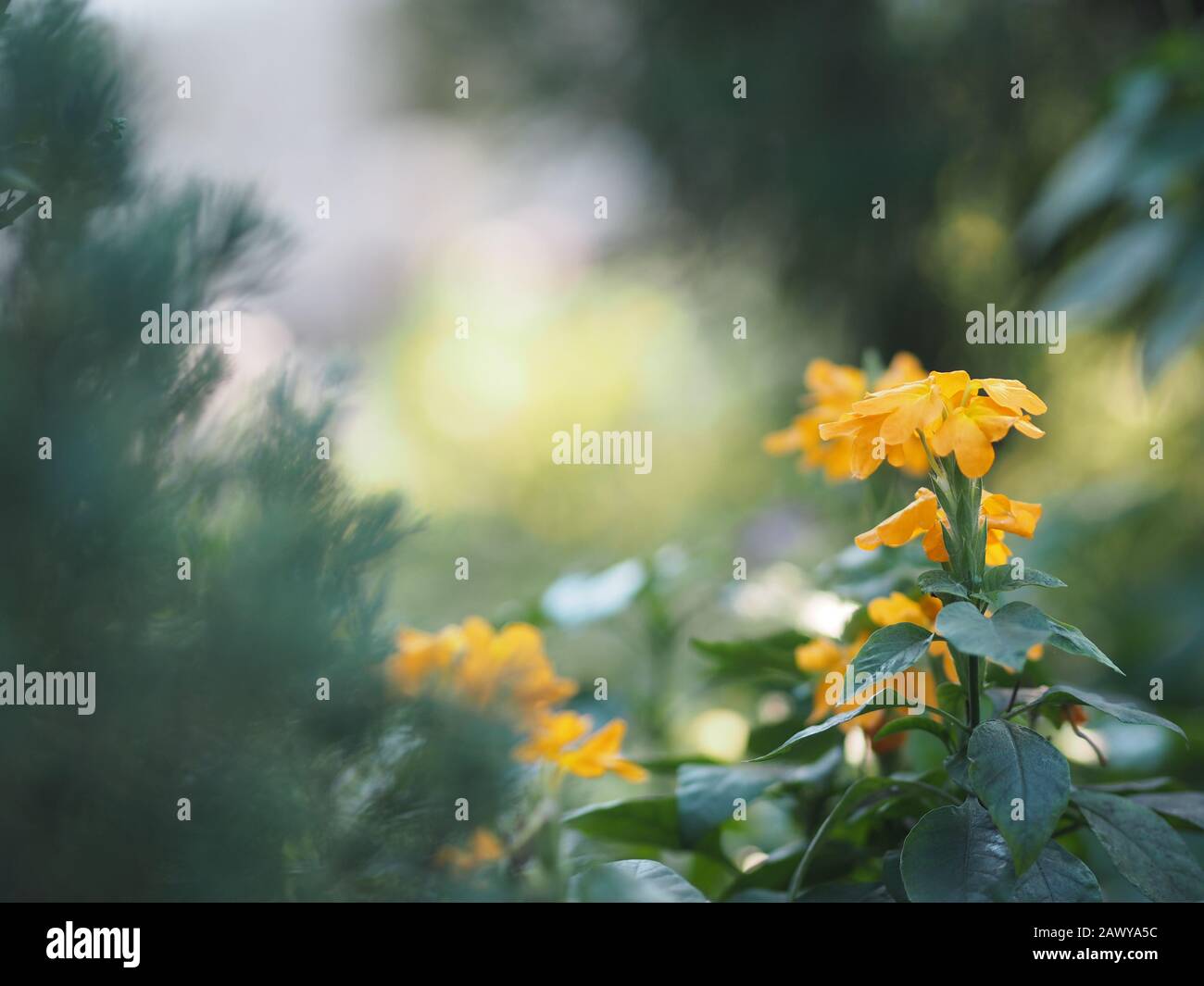 Firecracker flower, Crossandra infundibuliformis, orange color flowers ...