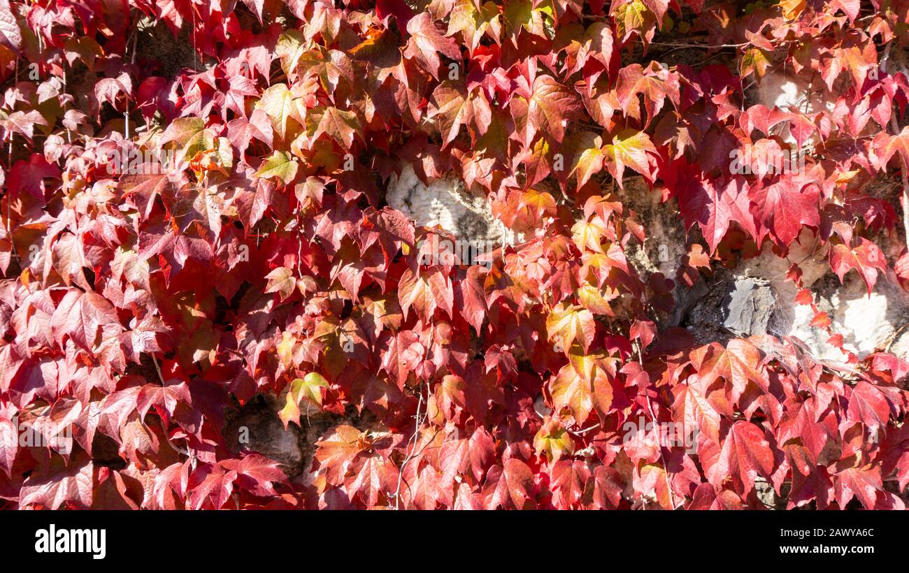 Red climbing plant ivy tightly braids or spreads on a white stone wall ...