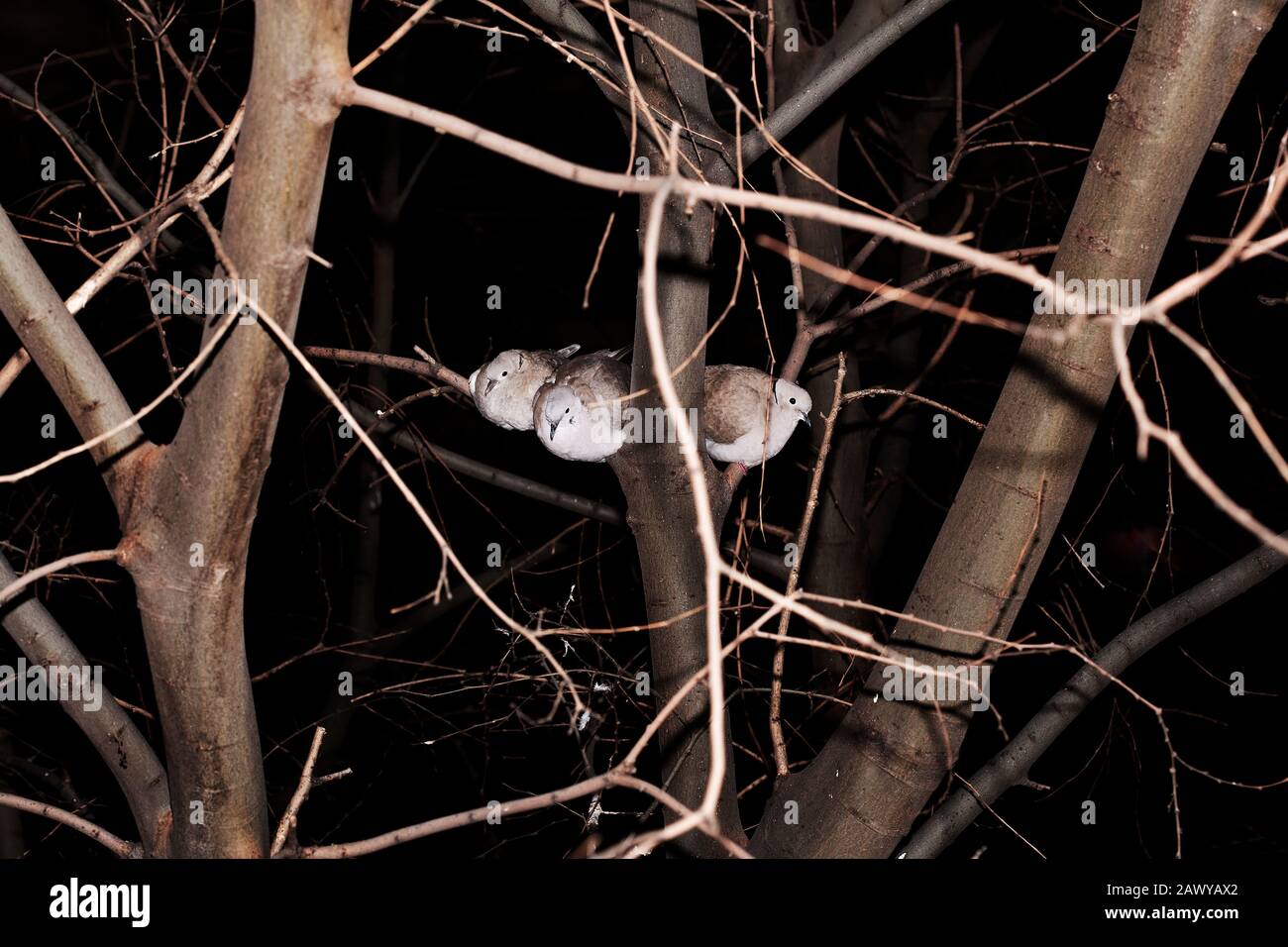 Three european collared doves resting on a branch at night, Barcelona ...