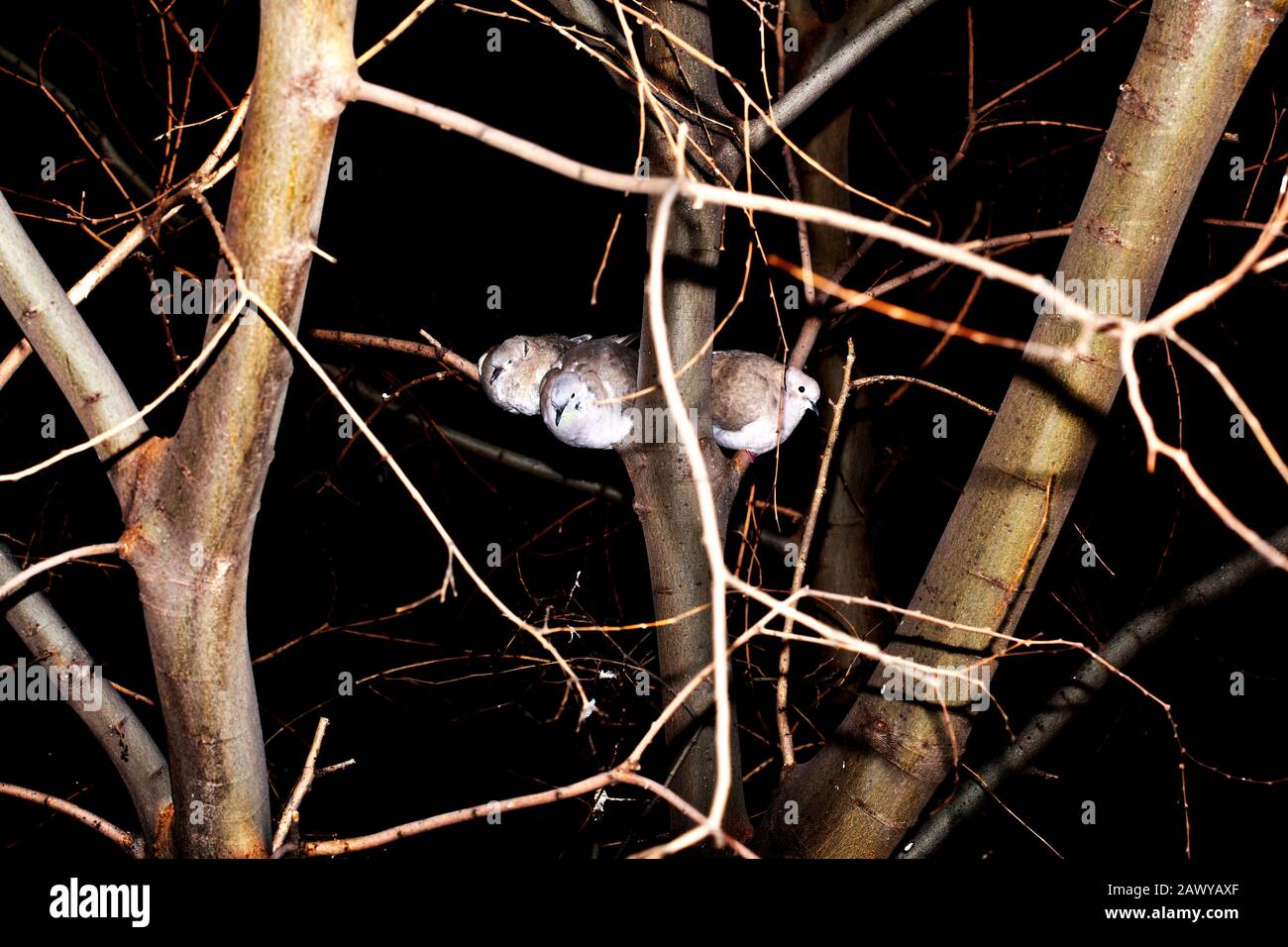 Three european collared doves resting on a branch at night, Barcelona ...