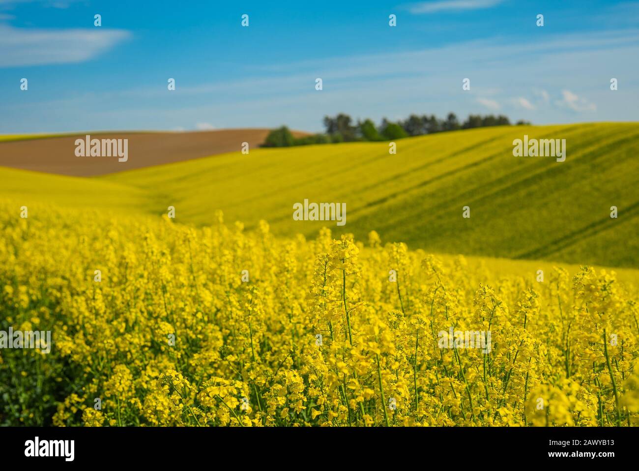 Rape field landscape Stock Photo - Alamy