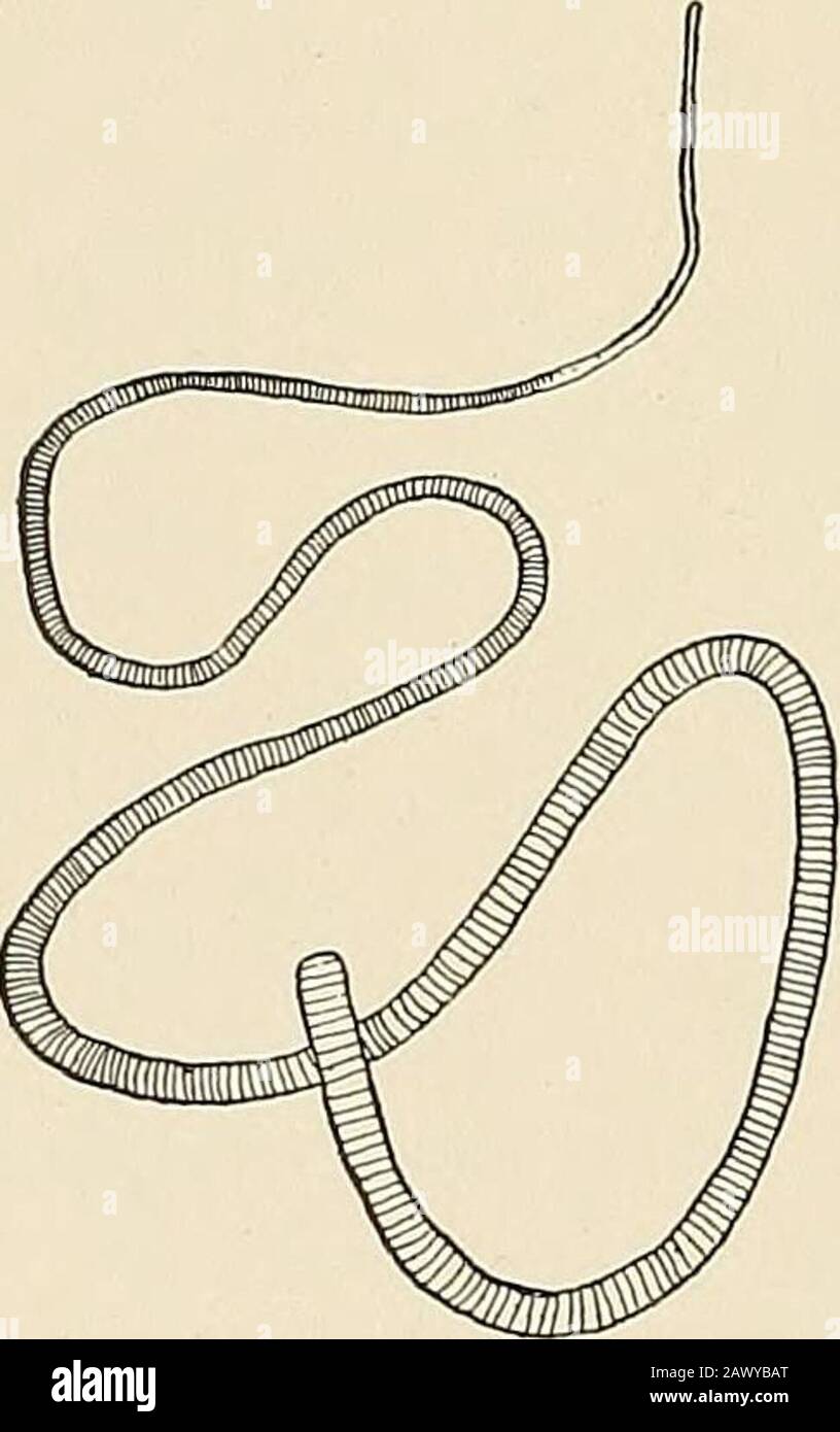 Hymenolepis diminuta hi-res stock photography and images - Alamy