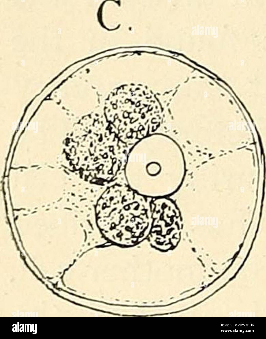 Mothercell hi-res stock photography and images - Alamy