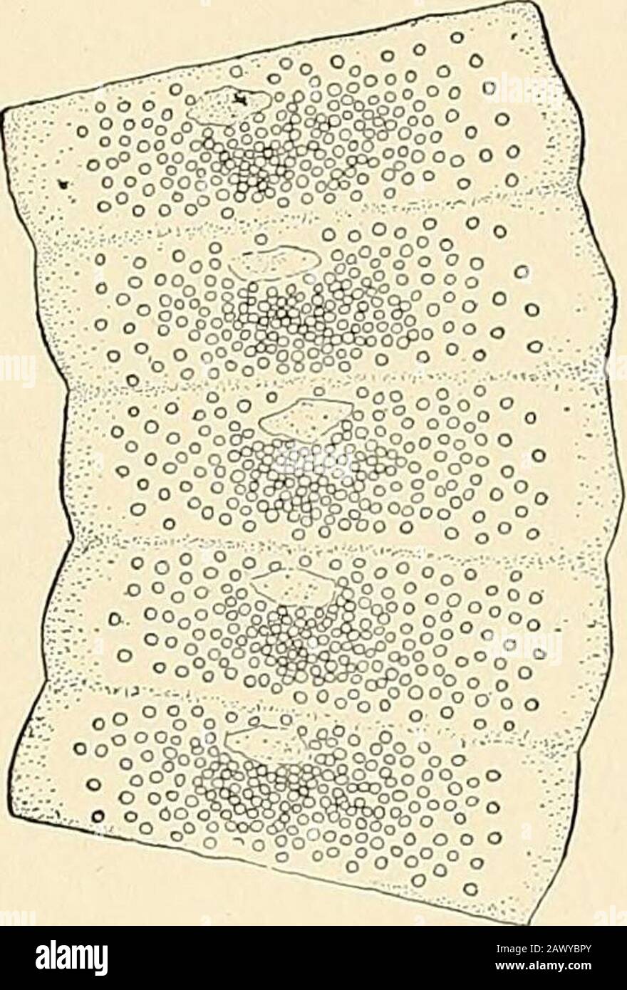 Hymenolepis nana hi-res stock photography and images - Alamy