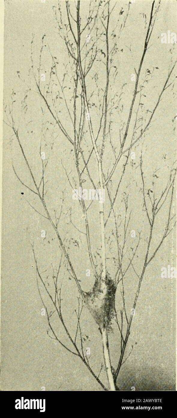 Careless weed hi-res stock photography and images - Alamy