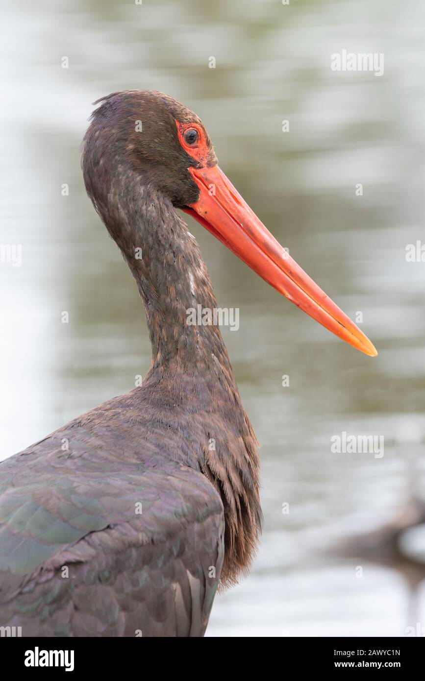 South African Water Birds High Resolution Stock Photography and Images ...