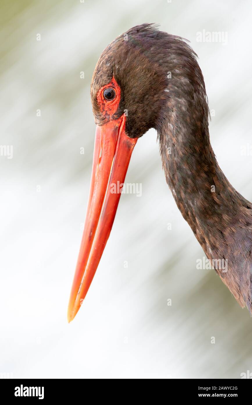Black water bird of south africa hi-res stock photography and images ...