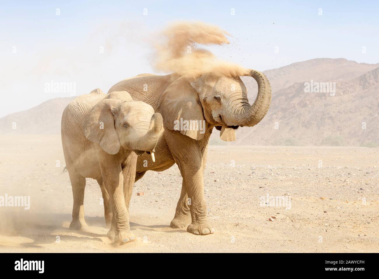 Elephant african desert sand hi-res stock photography and images - Alamy