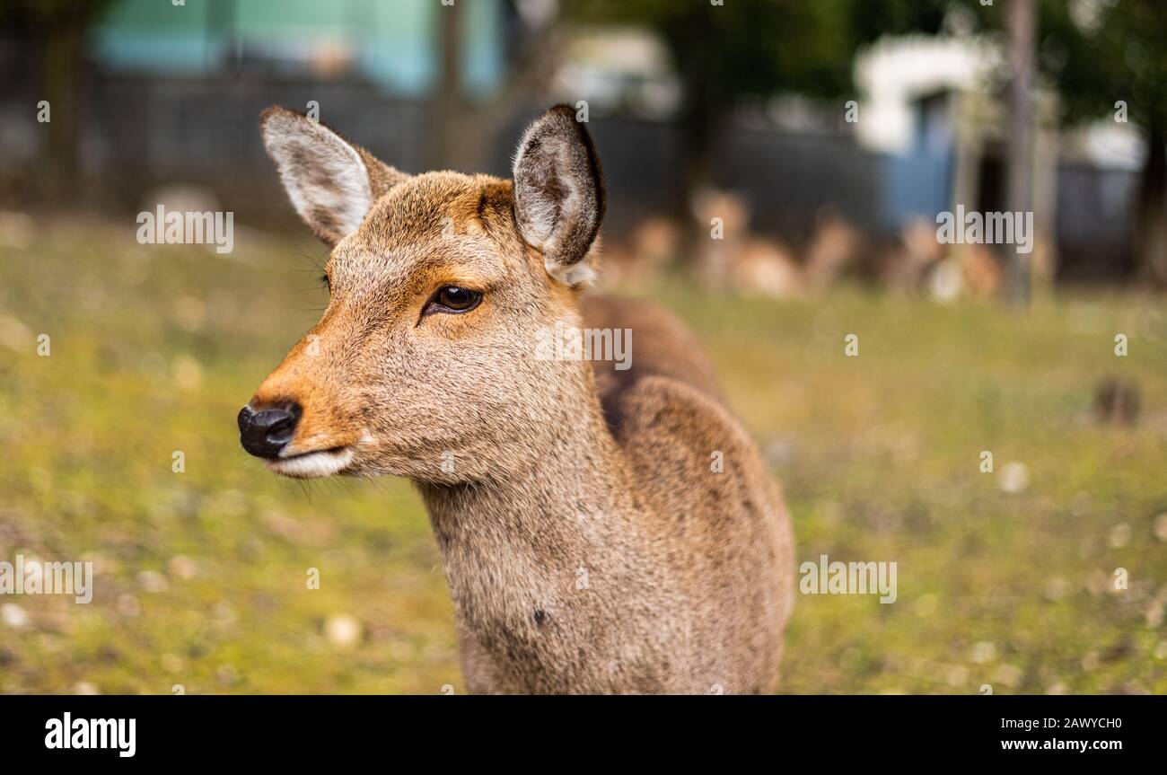 Deer In Japan Stock Photo - Alamy