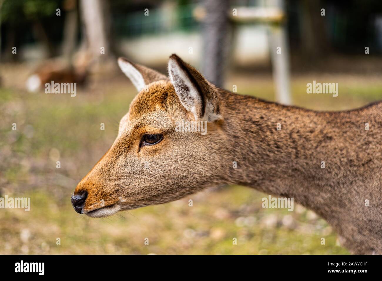 Deer In Japan Stock Photo - Alamy