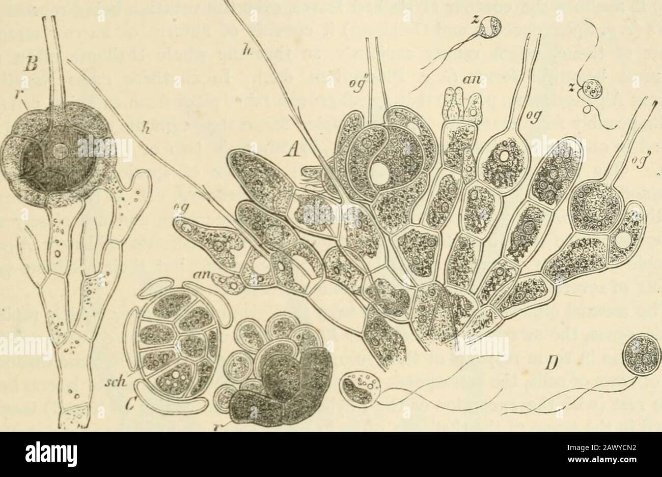 Text-book of botany, morphological and physiological . of the cells ...