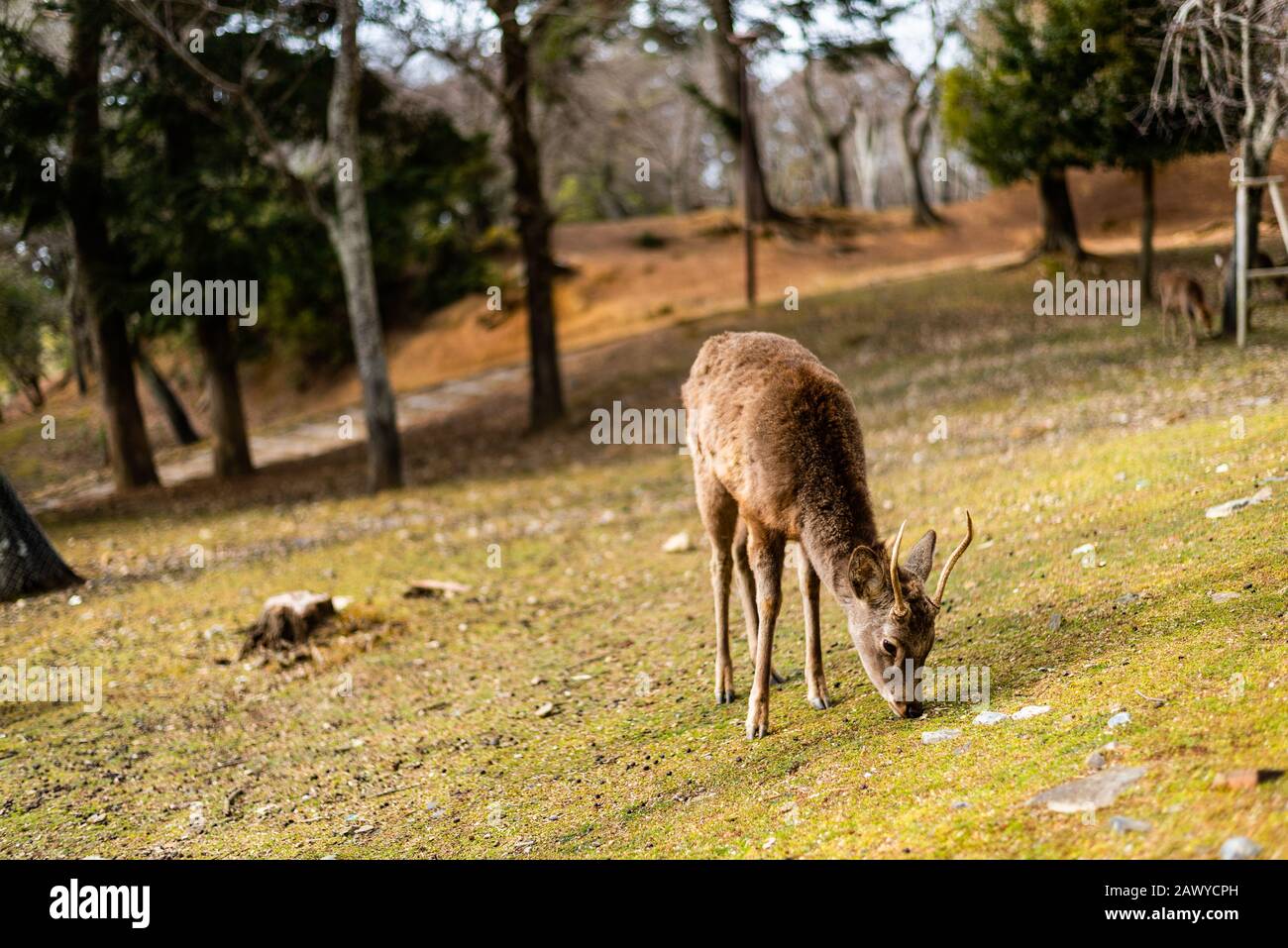 Fluffy deer hi-res stock photography and images - Alamy