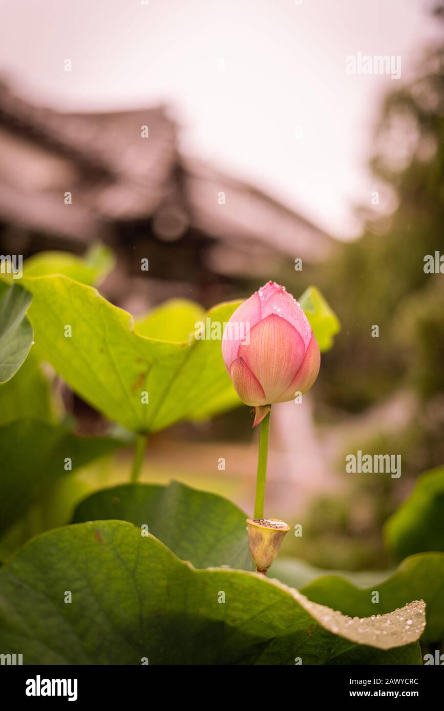 Flower in close up Stock Photo - Alamy