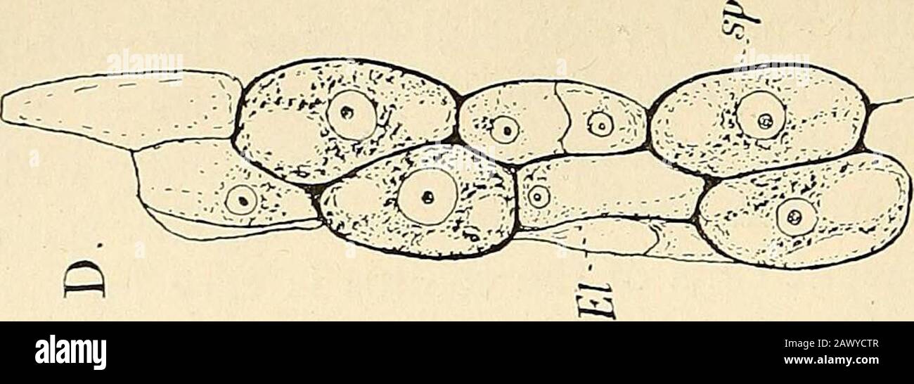 The structure & development of the mosses and ferns (Archegoniatae ...