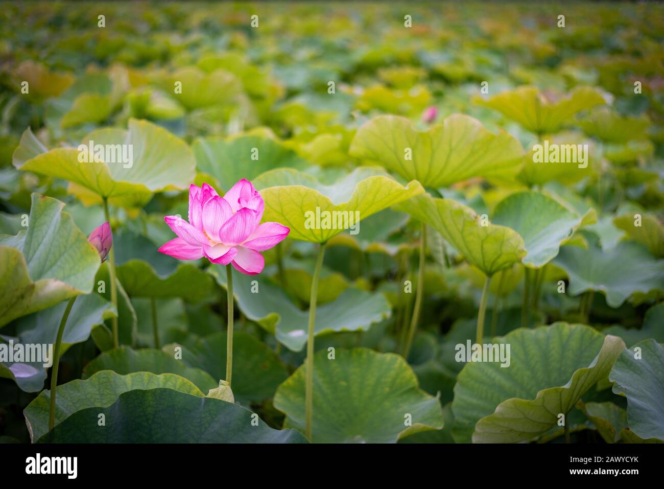 Flower in close up Stock Photo - Alamy