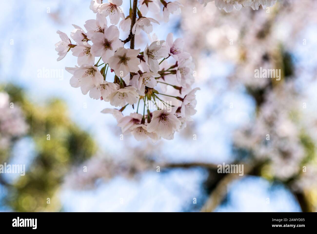 Flower in close up Stock Photo - Alamy