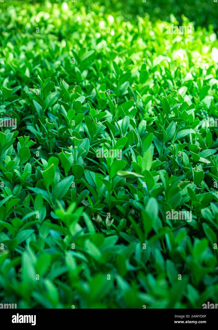 Tiny green leaves hi-res stock photography and images - Alamy