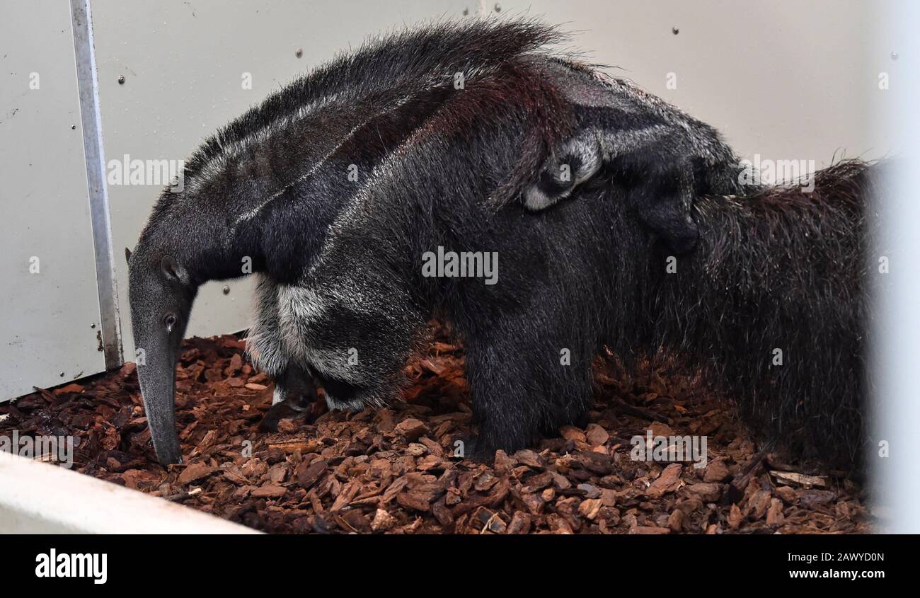 Giant anteaters hi-res stock photography and images - Alamy