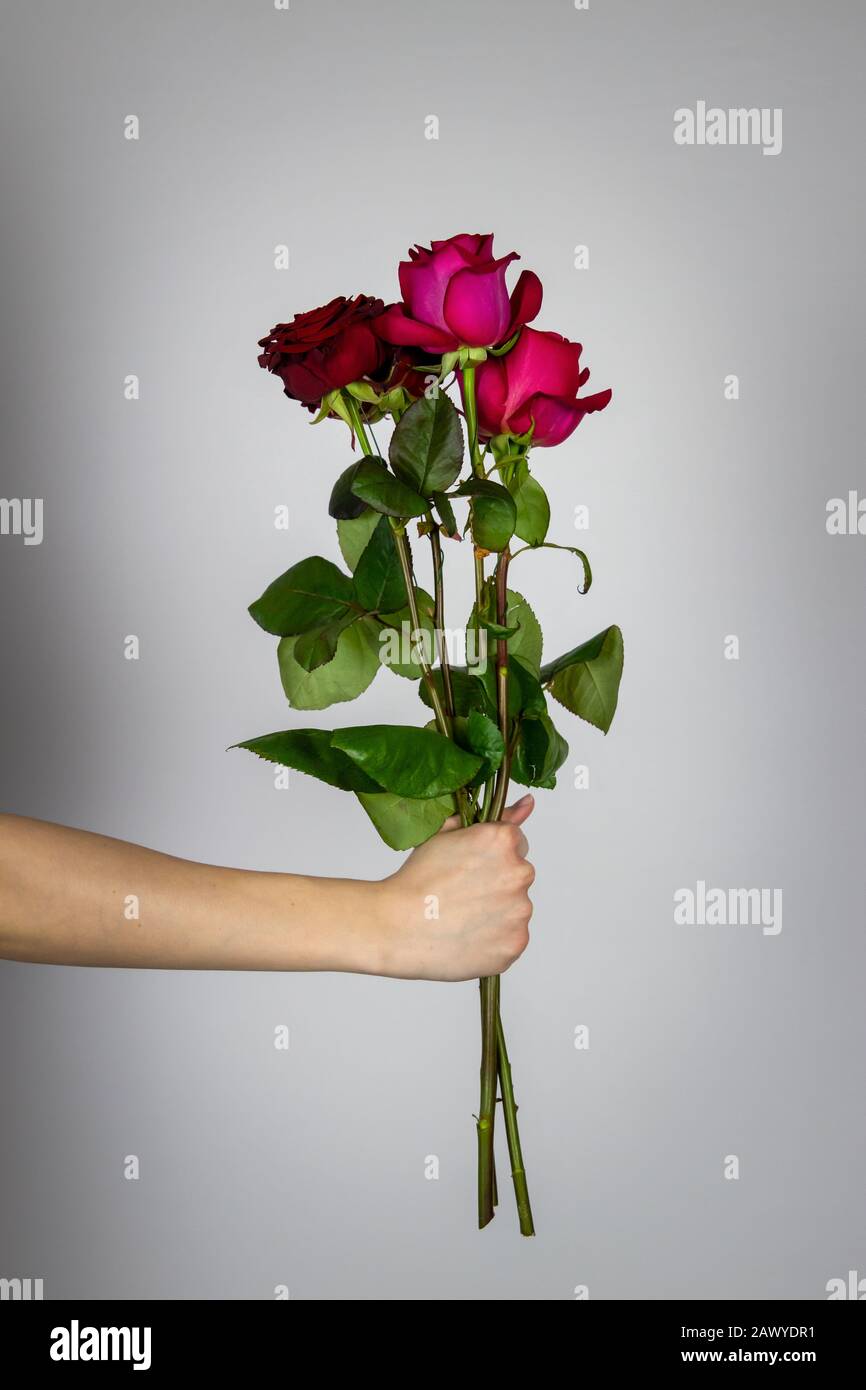 Roses held in hand isolated on white background Stock Photo - Alamy
