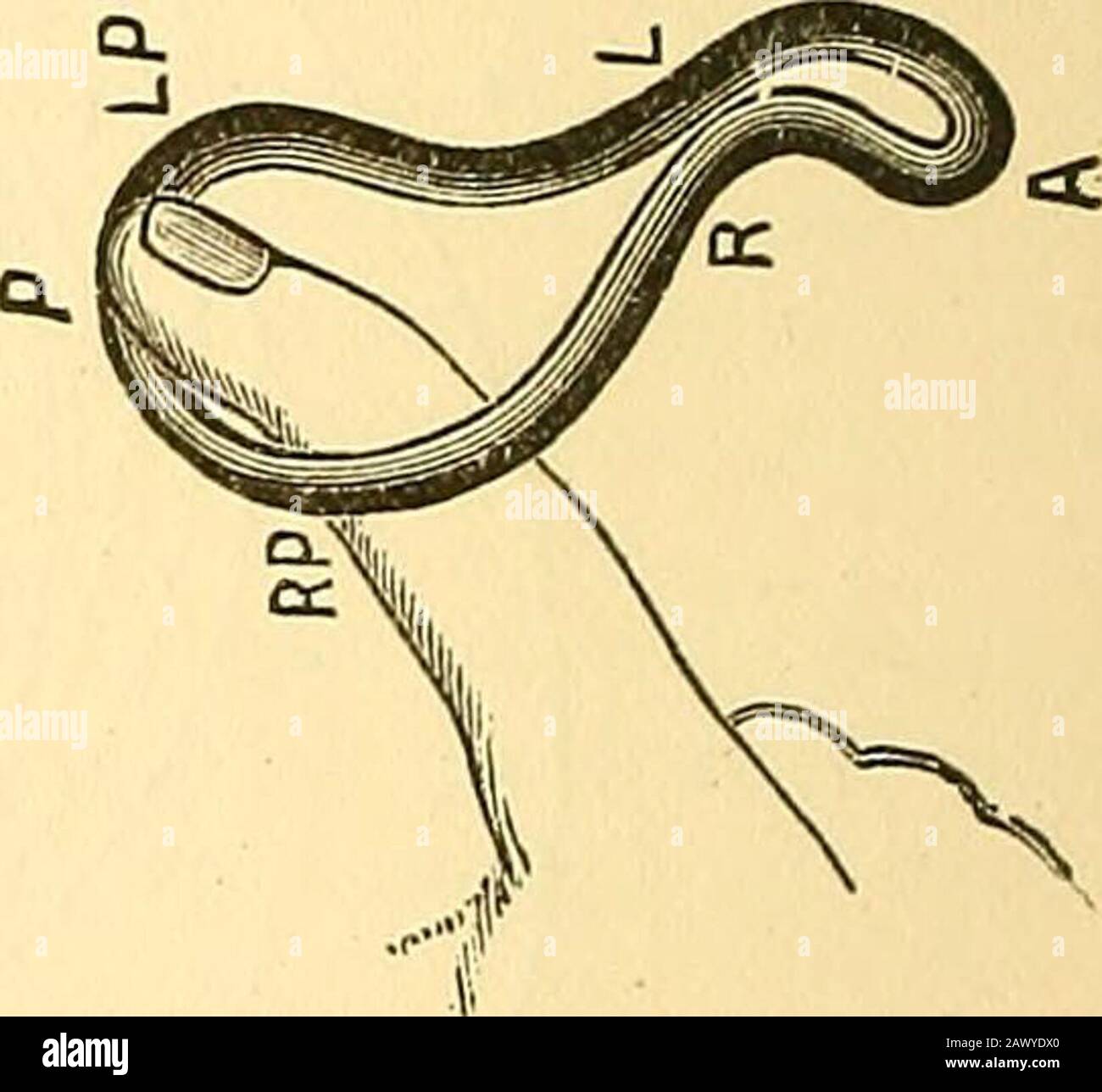 Minor surgical gynecology : a manual of uterine diagnosis and the ...