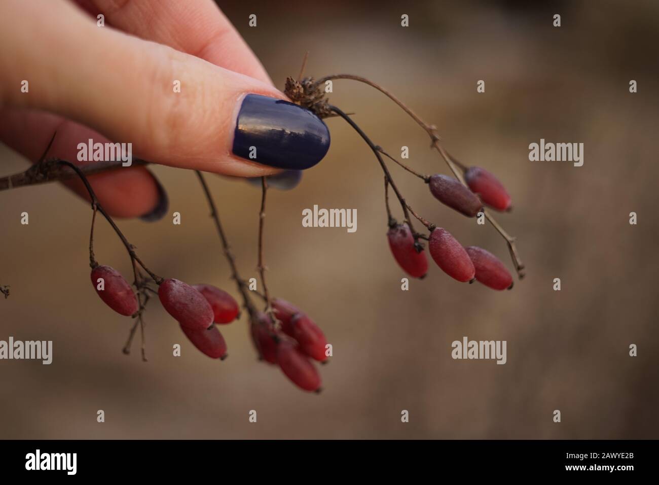 Female fingers touch barberry branch with pink berries Stock Photo - Alamy