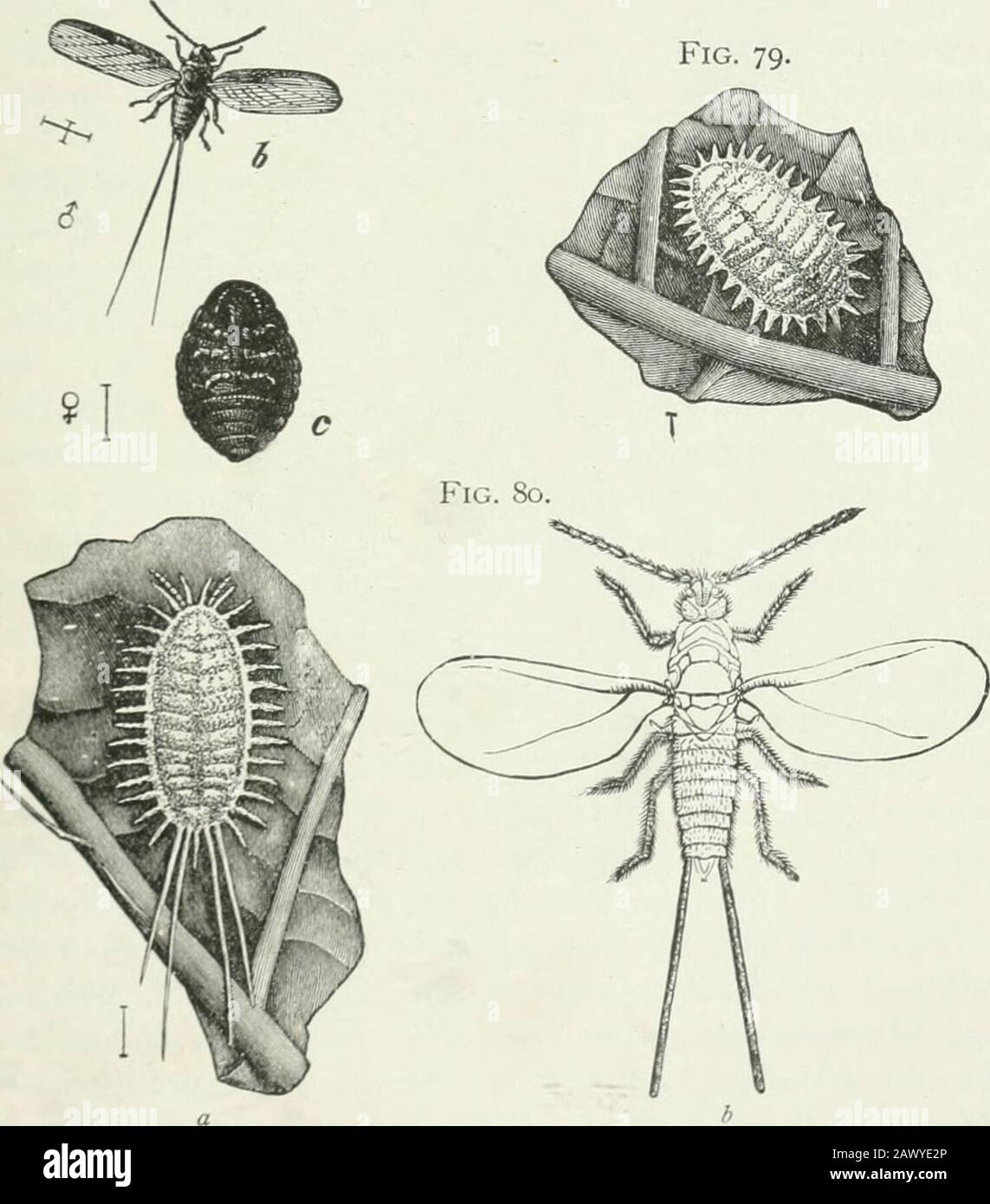 Cochineal bugs hi-res stock photography and images - Alamy
