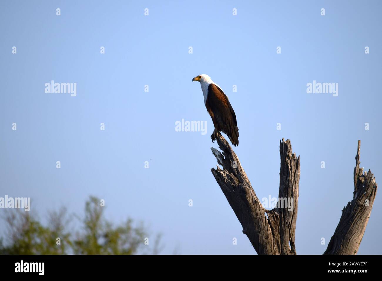 African fish eagle with a fish hi-res stock photography and images - Alamy