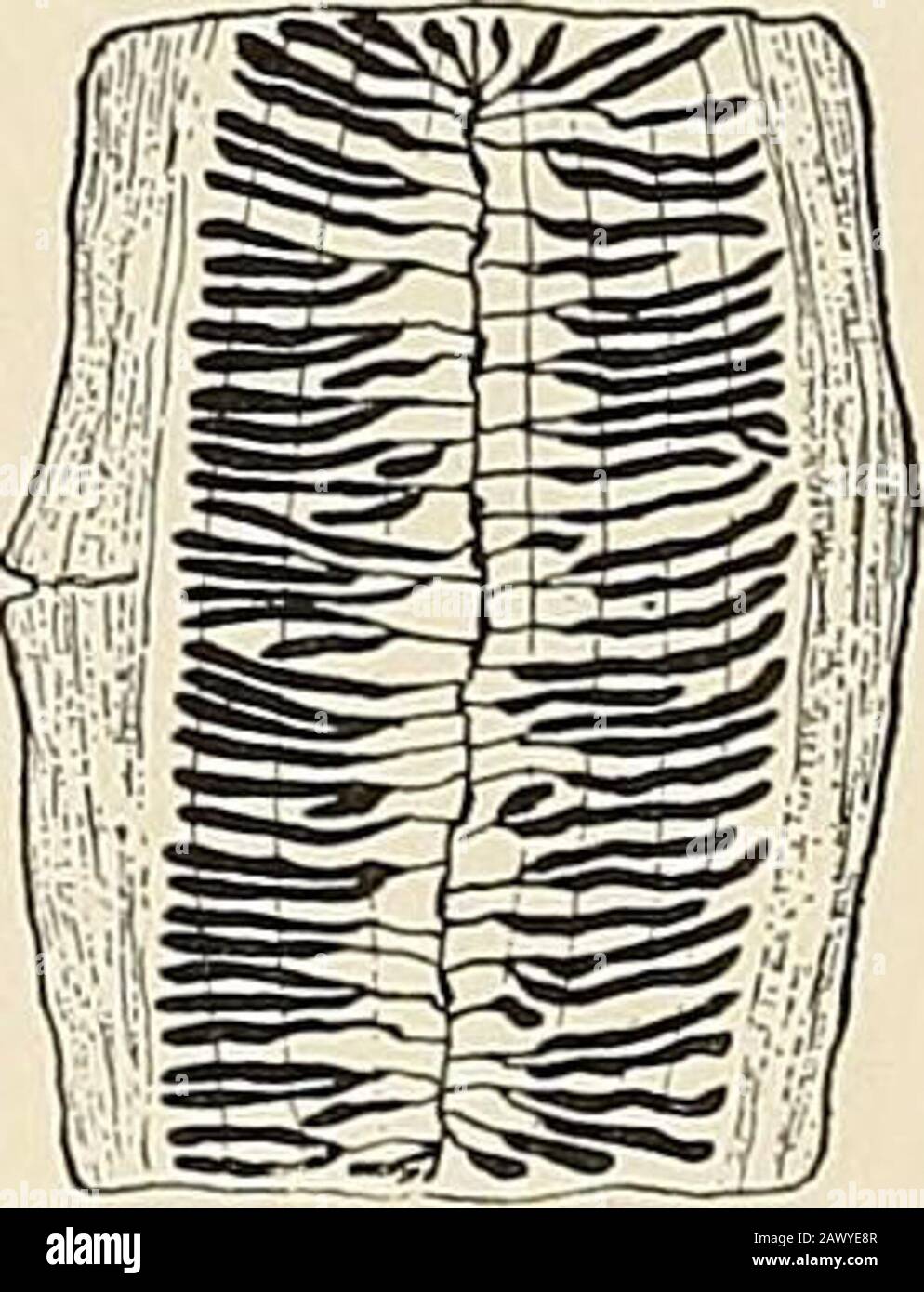 Glottides hi-res stock photography and images - Alamy