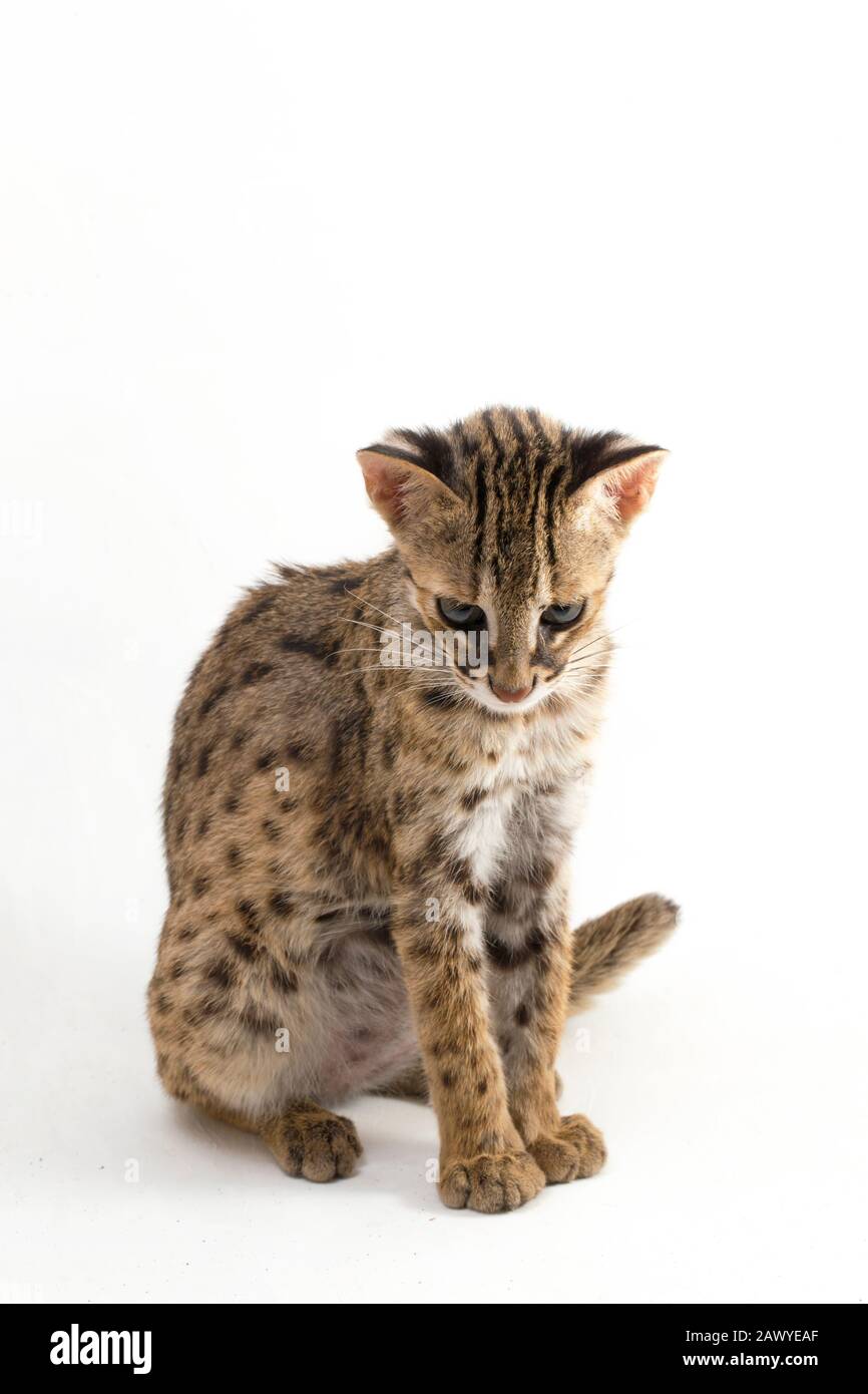 The asian leopard cat or Sunda leopard cat (Prionailurus bengalensis ...