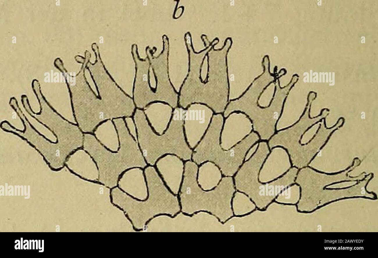 Characium High Resolution Stock Photography and Images - Alamy