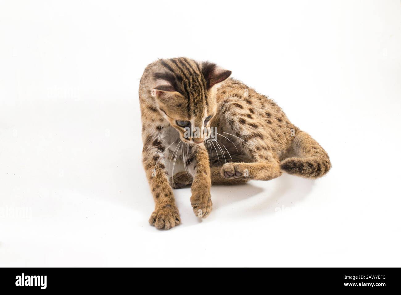 The asian leopard cat or Sunda leopard cat (Prionailurus bengalensis ...